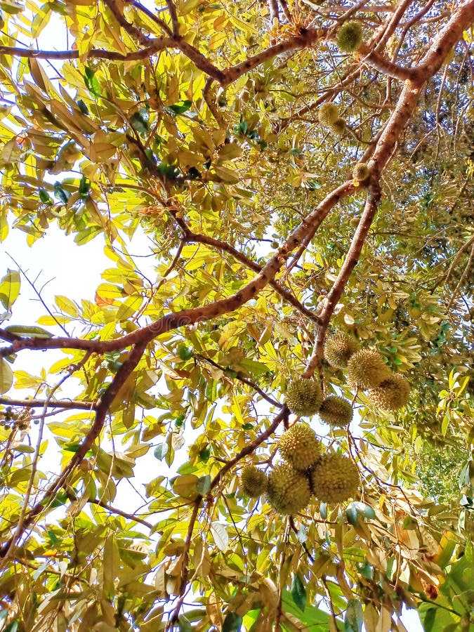 Durian Fruit among Brown, Yellow and Green Leaves on a Large Growing ...