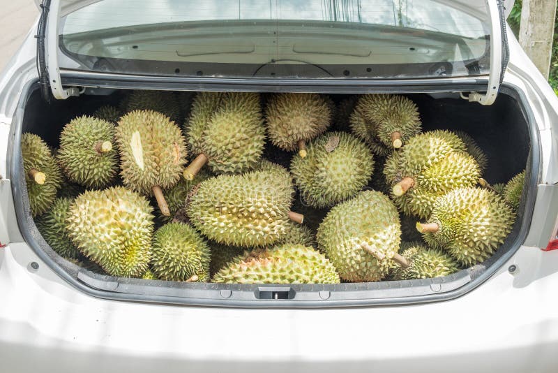 Durian Fruit for Sale in the Car Stock Image - Image of fruit, white ...