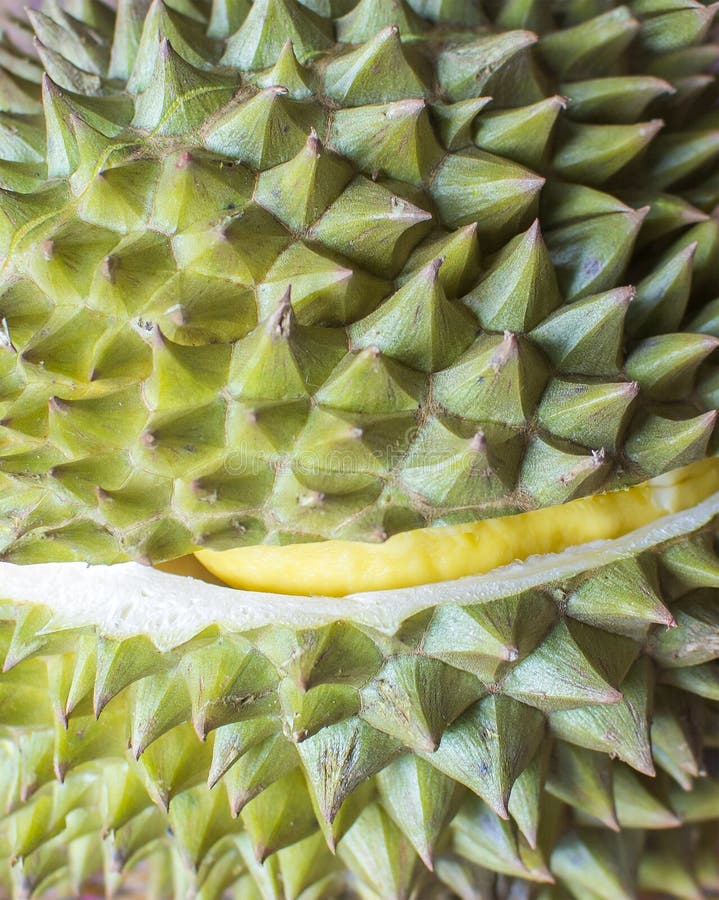The durian fruit stock photo. Image of asian, thailand - 124050040