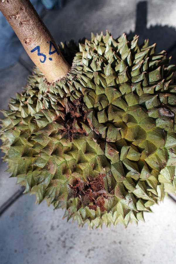 Durian Fruit Damage from Fruit Borer Stock Photo - Image of fruit ...