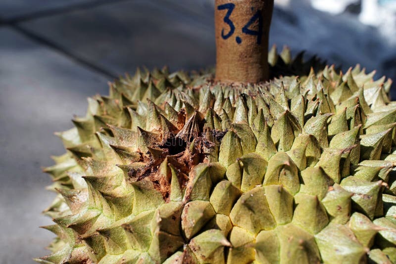 Durian Fruit Damage From Fruit Borer Stock Photo - Image of asian ...