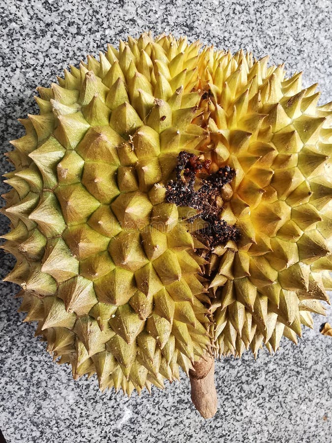 Durian Fruit Damage from Fruit Borer Stock Image - Image of closeup ...