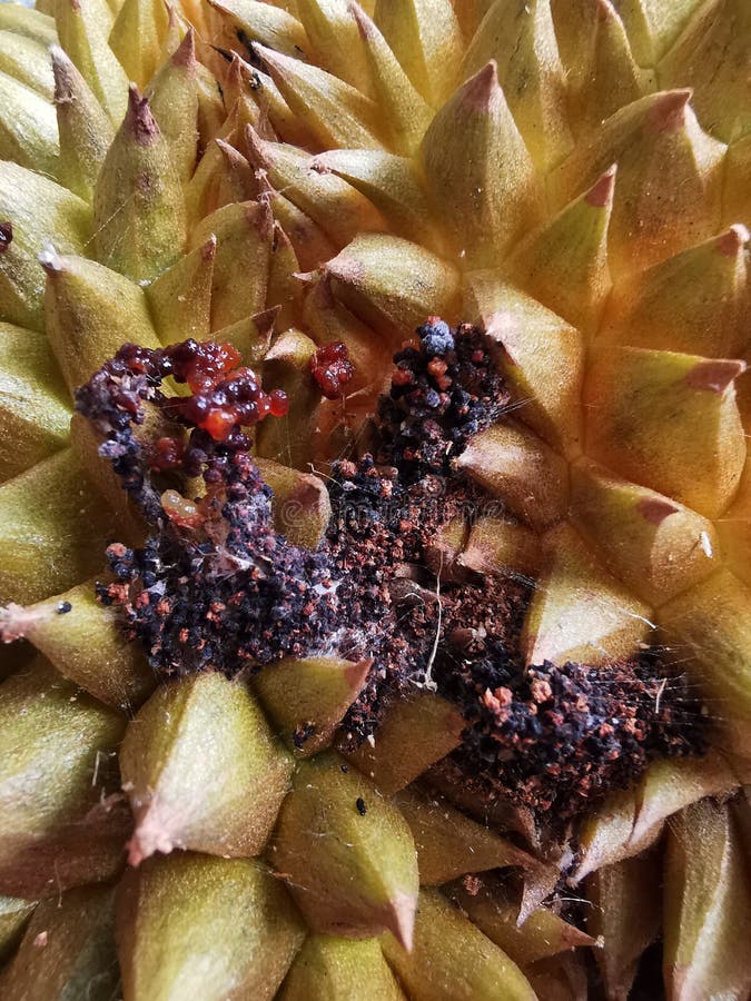 144 Durian Pest Stock Photos - Free & Royalty-Free Stock Photos from ...