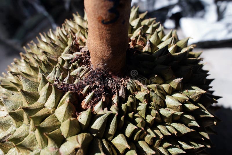 Durian Fruit Damage from Fruit Borer Stock Image - Image of insect ...