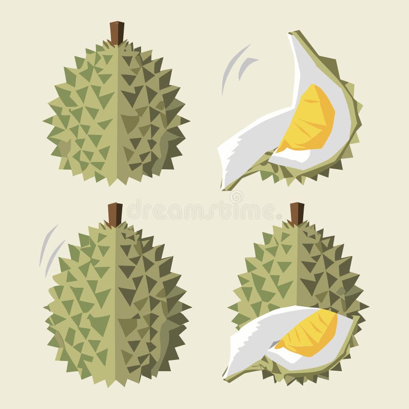 Durian Fruit Design, Vector Illustration Stock Vector - Illustration of ...
