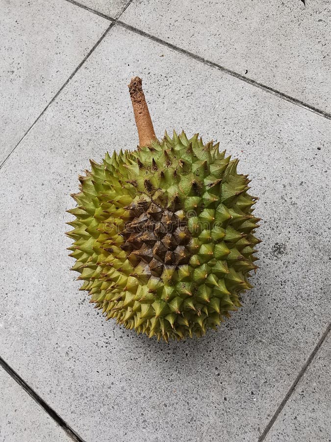 Durian Fruit Disease, Fruit Rot Stock Image - Image of aroma, food ...