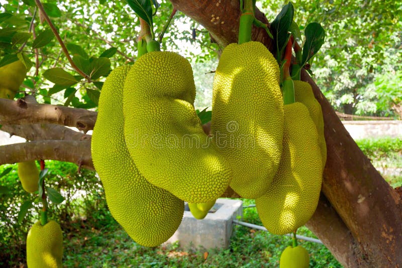 10,489 Fruit Grows Tree Maryland Stock Photos - Free & Royalty-Free ...