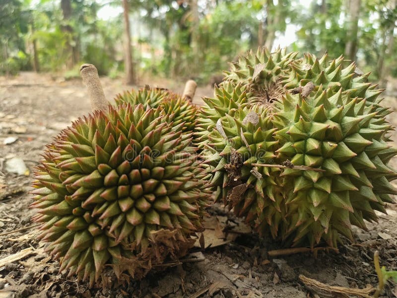 Durian fruit stock image. Image of produce, cactus, durian - 294335229
