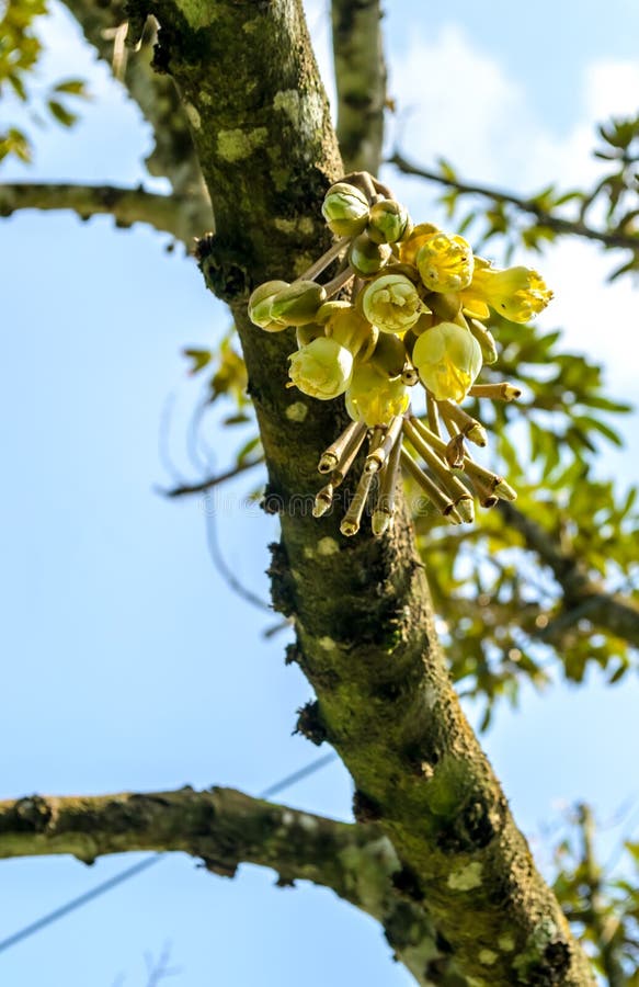 Durian fruit flower stock photo. Image of durain, thailand - 44994176