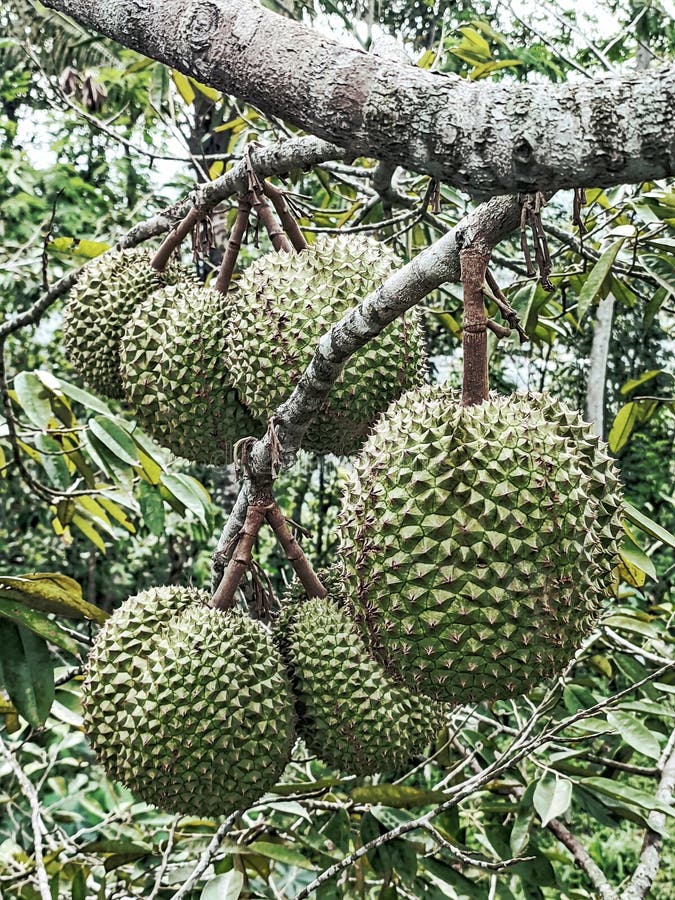 Durian fruit in the forest stock image. Image of durian - 325391389