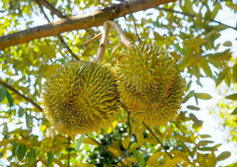 Durian Fruit Growing on a Tree Stock Photo - Image of tropical, tasty ...