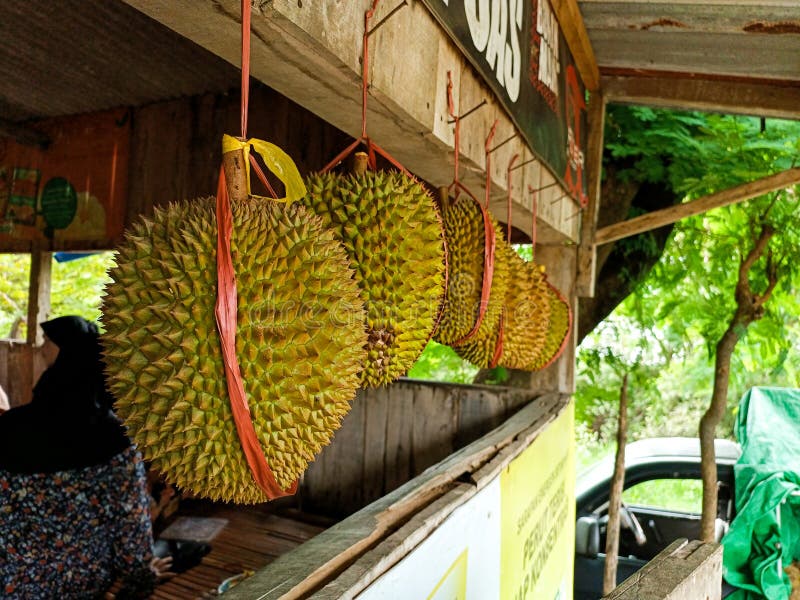 Durian Fruit Hanging in Food Stall Editorial Photography - Image of ...
