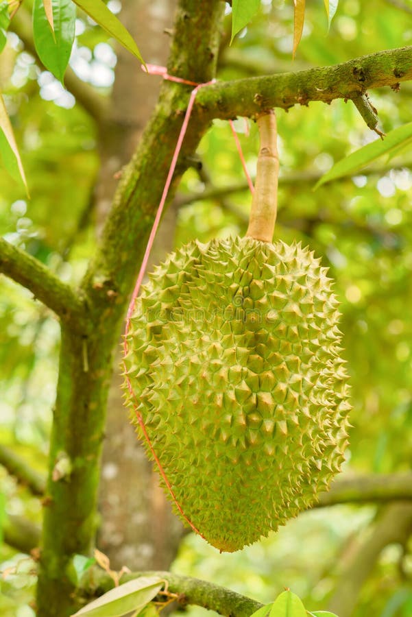 Durian Fruit Hanging on Tree Stock Photo - Image of growth, green ...