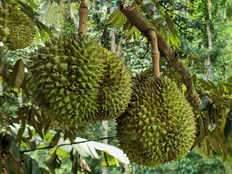 Durian Fruit Hanging on the Tree, Durian Fruit Farming Stock Photo ...