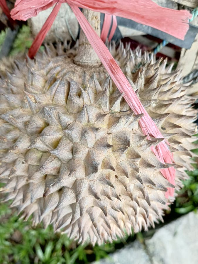 The Durian Fruit is Hung Using the Rope Stock Photo - Image of durian ...