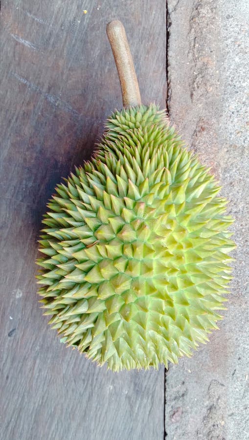 Durian Fruit from Indonesia Stock Image - Image of indonesia, natural ...