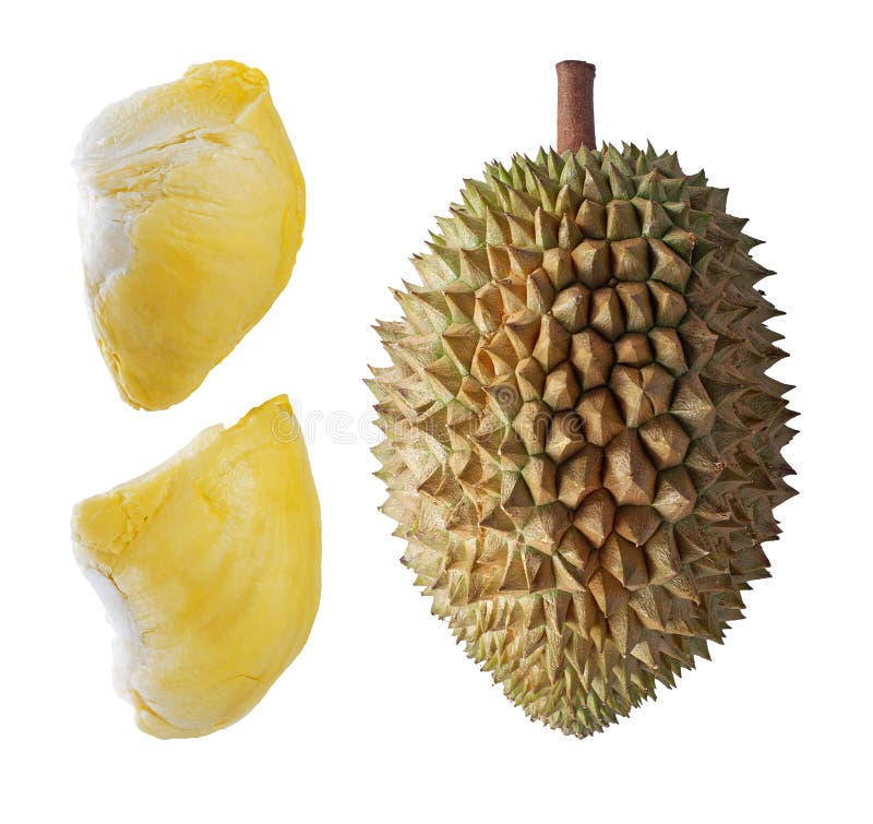 Durian Fruit Isolated on White Background Stock Image - Image of asia ...