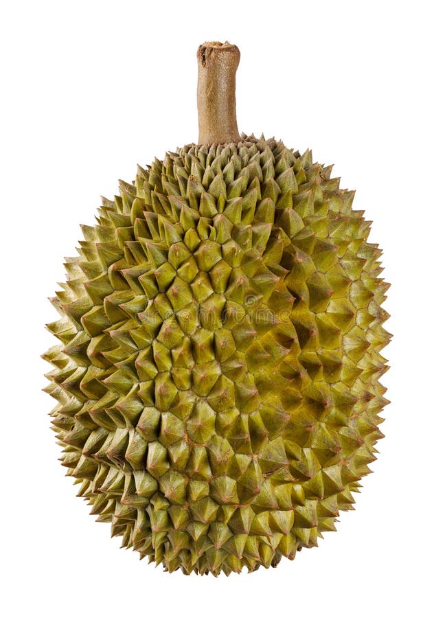 Durian Fruit Isolated on White Stock Photo - Image of montong, gourmet ...