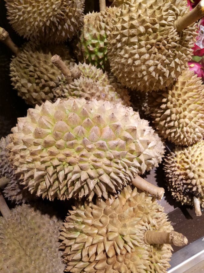 Durian Fruit stock photo. Image of philippines, native - 80060378