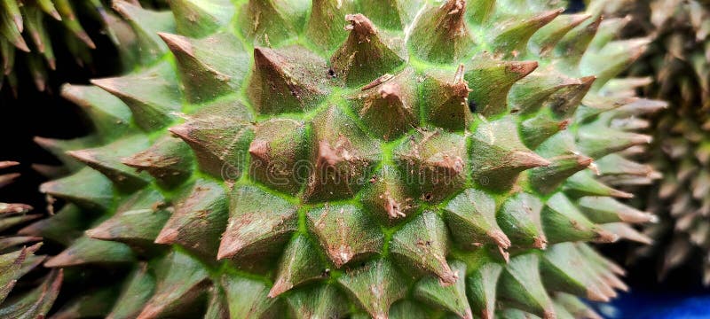 Durian Fruit is One of the Fruit that Has a Strong Aroma Stock Photo ...