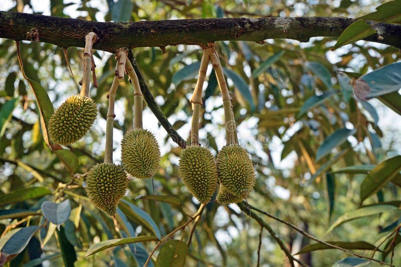 Young Durian Fruit Development in Production Orchard Stock Image ...