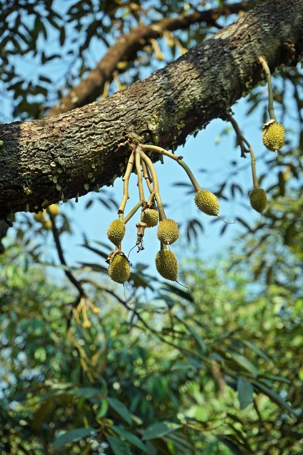 Durian Fruit in Production Orchard Stock Image - Image of orchard ...