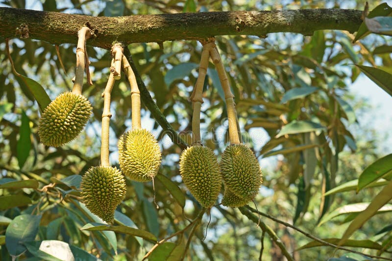 Young Durian Fruit Development in Production Orchard Stock Image ...