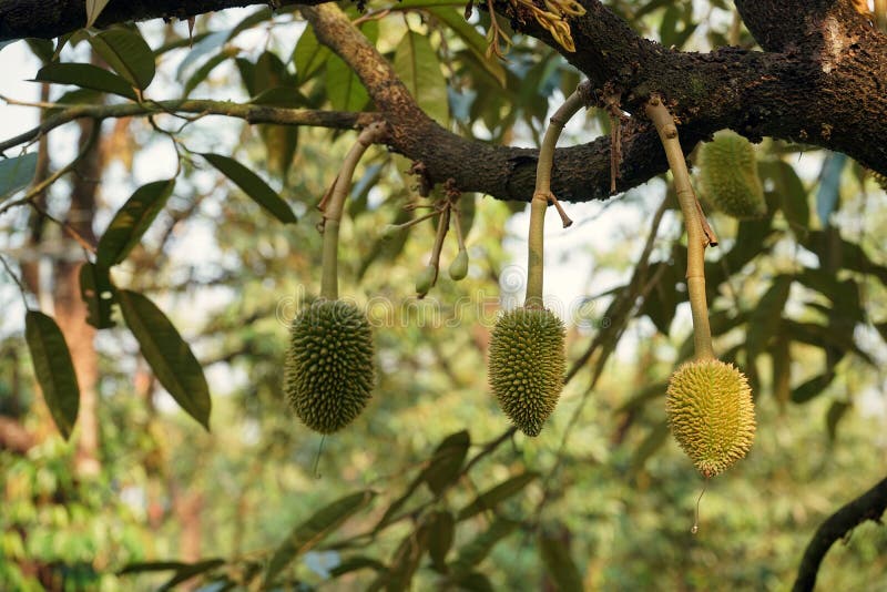 Young Durian Fruit Development in Production Orchard Stock Image ...