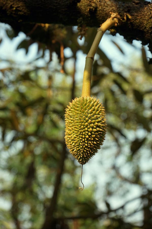 Durian Fruit in Production Orchard Stock Photo - Image of food, growth ...