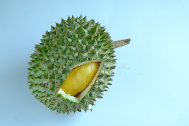 Durian Fruit Ripe on Light Blue Background Stock Image - Image of ...