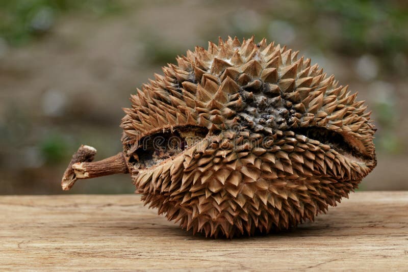 Rotten Durian Fruit Isolate Stock Image - Image of strip, waste: 96044141