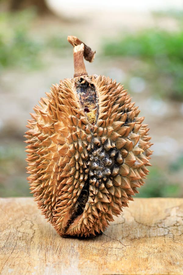 Durian Fruit is Rotten on the Wood Floor Stock Photo - Image of durian ...