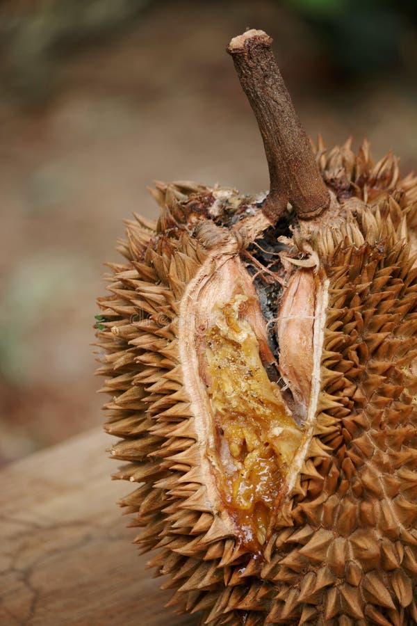 Durian Fruit is Rotten on the Wood Floor Stock Photo - Image of durian ...