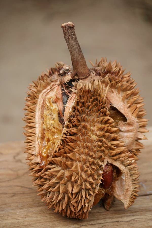 136 Durian Pest Stock Photos - Free & Royalty-Free Stock Photos from ...