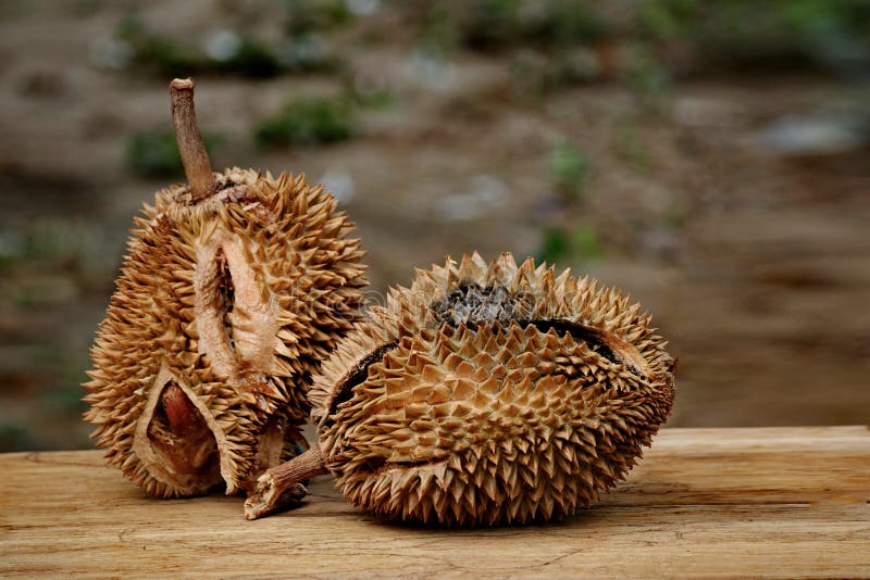 Durian and rotten durian stock photo. Image of natural - 71915190