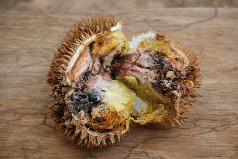 Durian Fruit is Rotten on the Wood Floor Stock Image - Image of pest ...