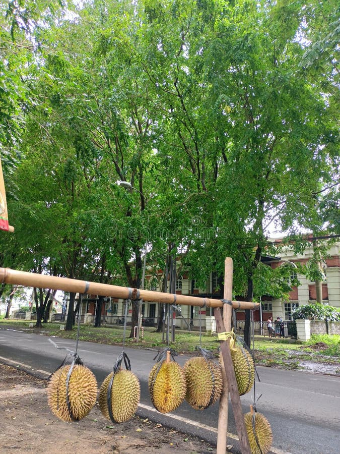 Durian Fruit Seller on the Side of the Road Stock Image - Image of city ...
