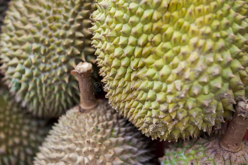 Durian stock image. Image of durio, seasonal, nature - 95547275