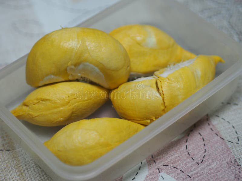 Durian Fruit with Sharp Bark Flesh in the Sweet Yellow Color in Clear ...
