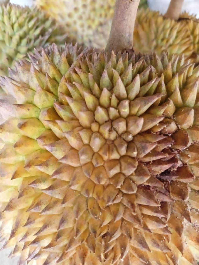 Durian Fruit with Sharp Spines Stock Photo - Image of spines, fruit ...