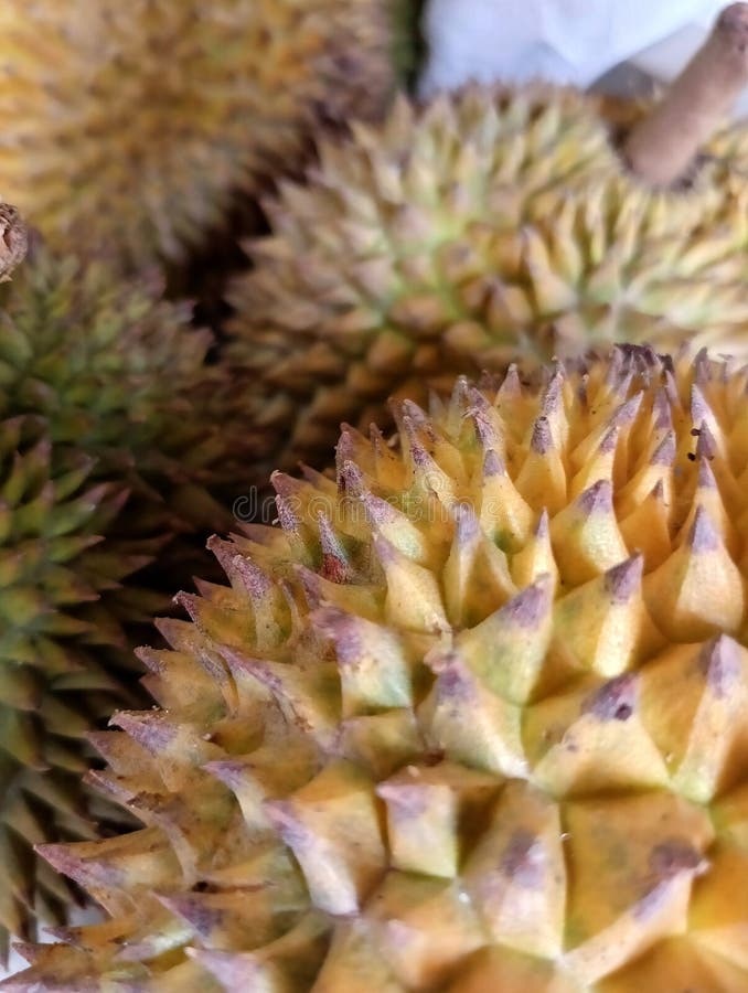 Durian Fruit with Sharp Spines Stock Photo - Image of fruit, durian ...