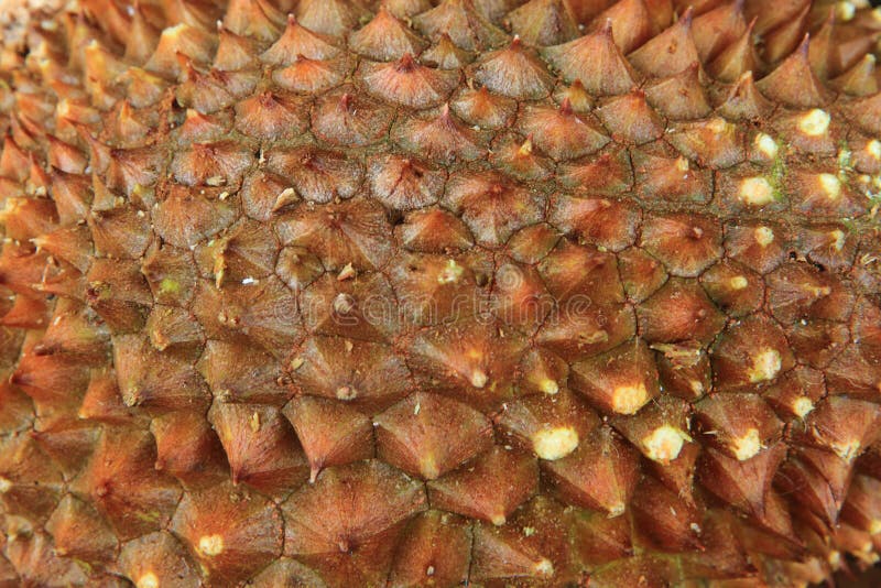 Durian fruit texture stock image. Image of durian, texture - 99500573