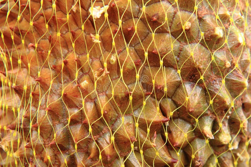 Durian fruit texture stock image. Image of background - 99500573