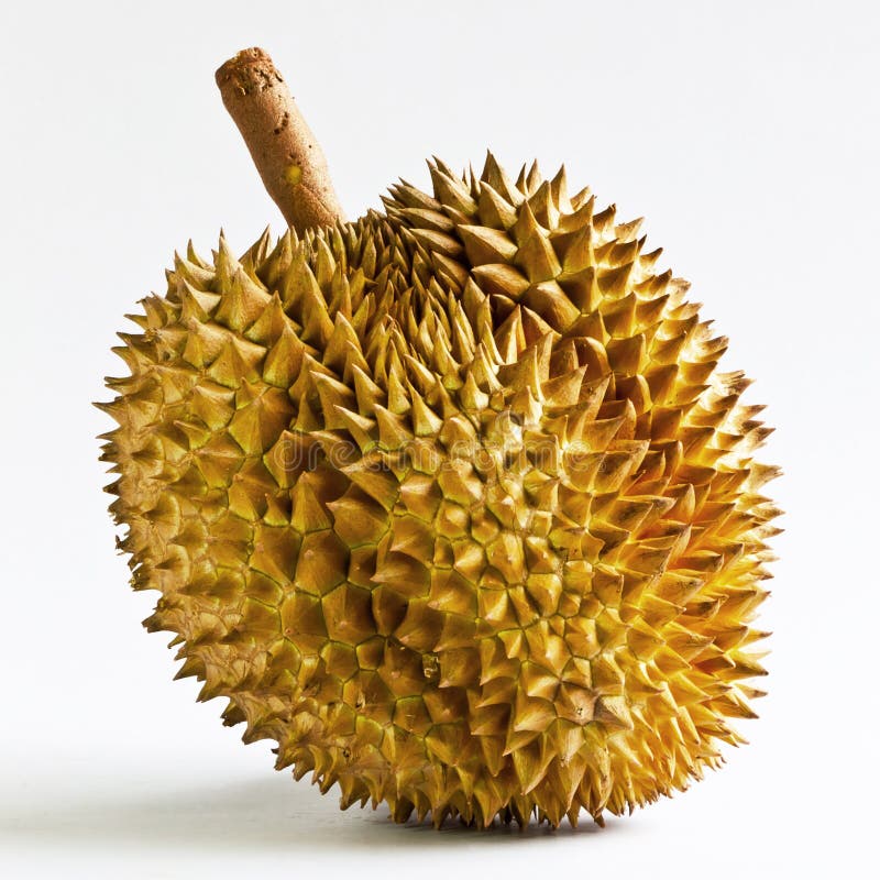 Durian Fruit From Thailand. Stock Photo - Image: 26635178