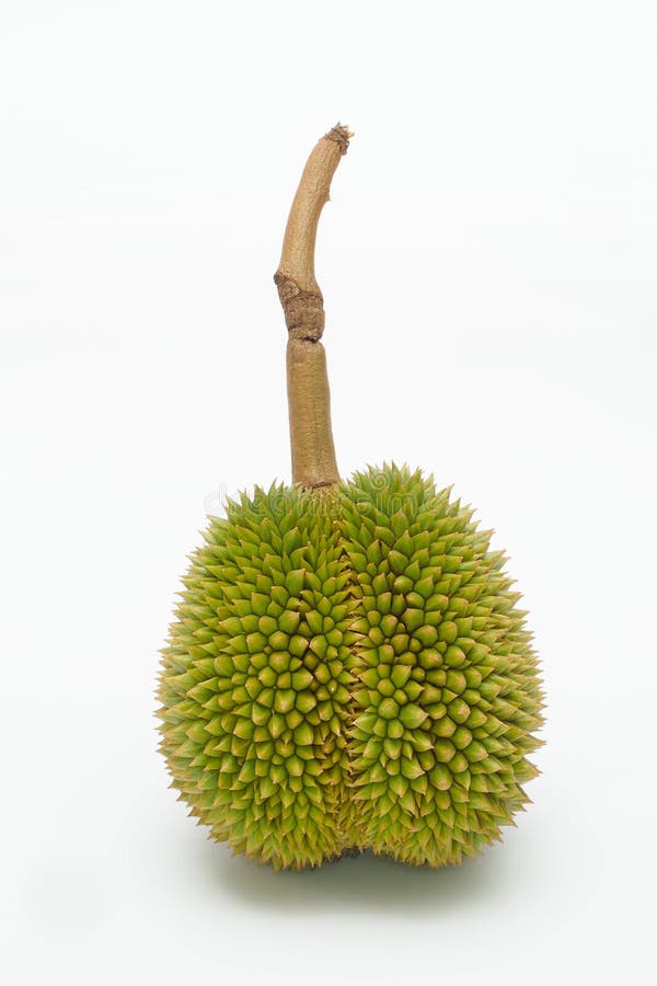 386 Single Durian Stock Photos - Free & Royalty-Free Stock Photos from ...