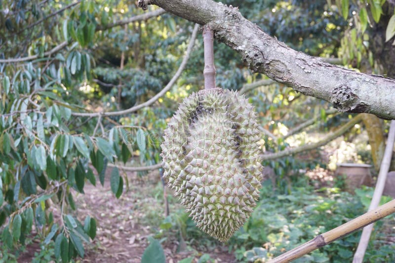 Durian fruit on tree stock photo. Image of harvest, durian - 107349696