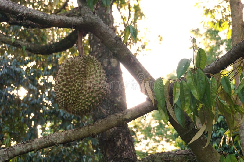 Durian fruit on tree stock image. Image of fresh, garden - 112731637