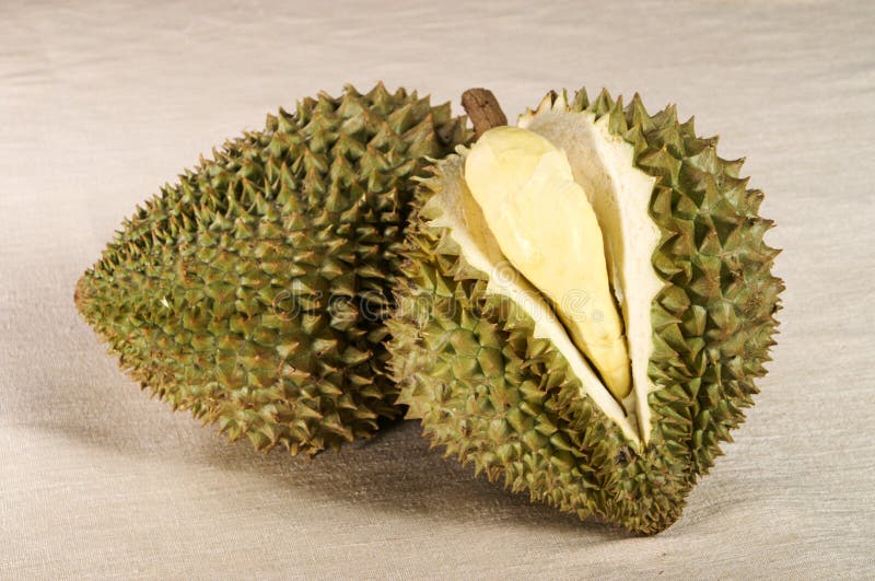 Durian fruit stock photo. Image of season, plant, hanging - 14702820