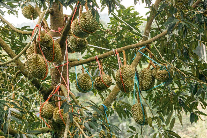 Durian Fruit on Wooden Table in Durian Plantation Background Stock ...