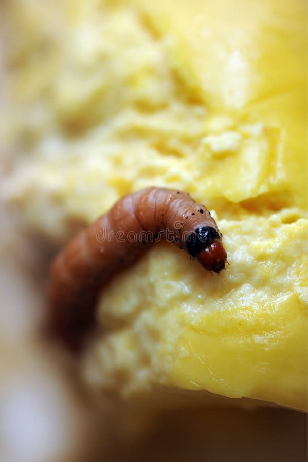 Bed stock photo. Image of mattress, surface, fabric, comfortable - 17420120